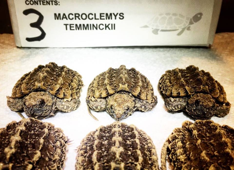 Loggerhead Acres Turtle Farm | Turtle Gallery